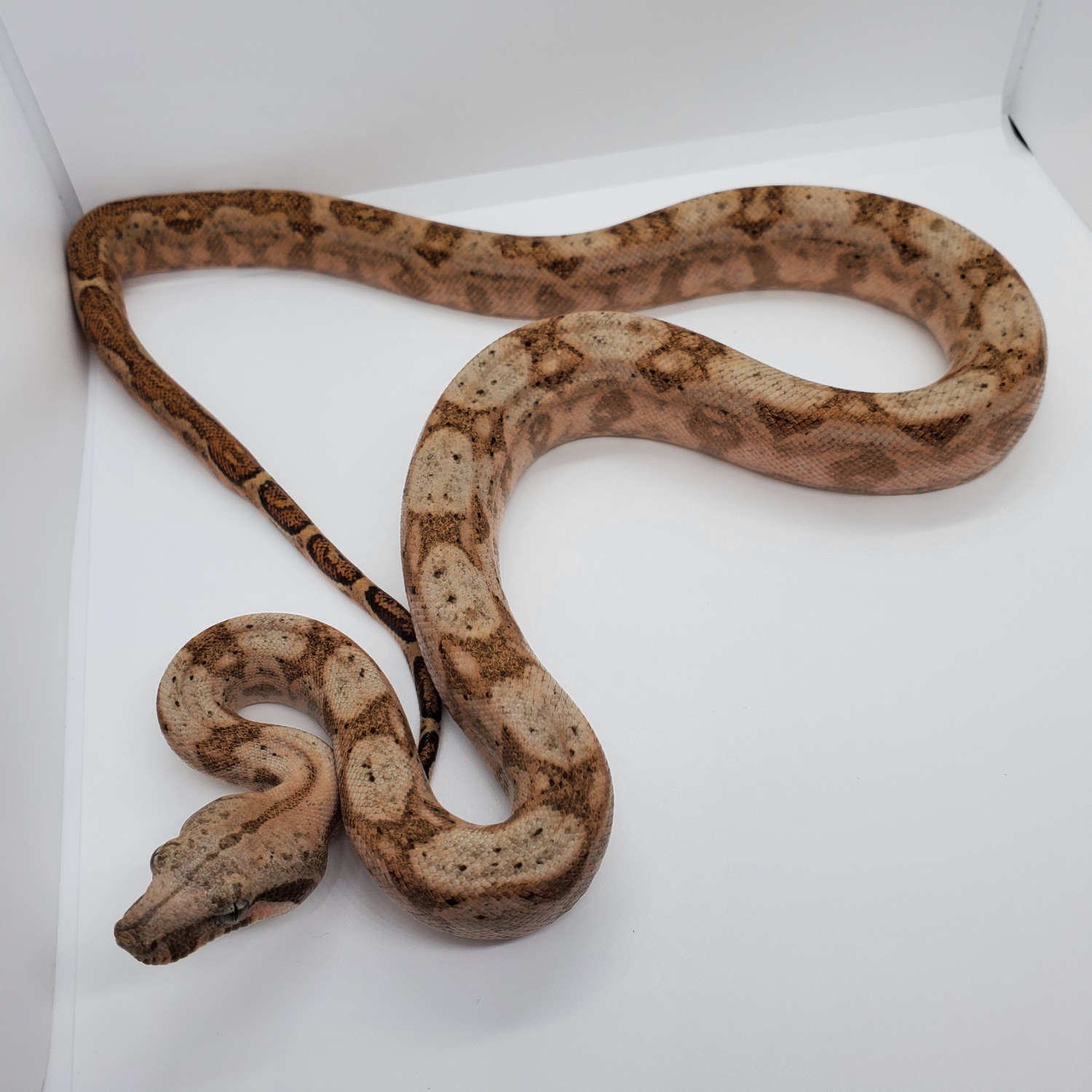 Hog Island Boa Boa Constrictor by Rare Genetics Reptiles - MorphMarket