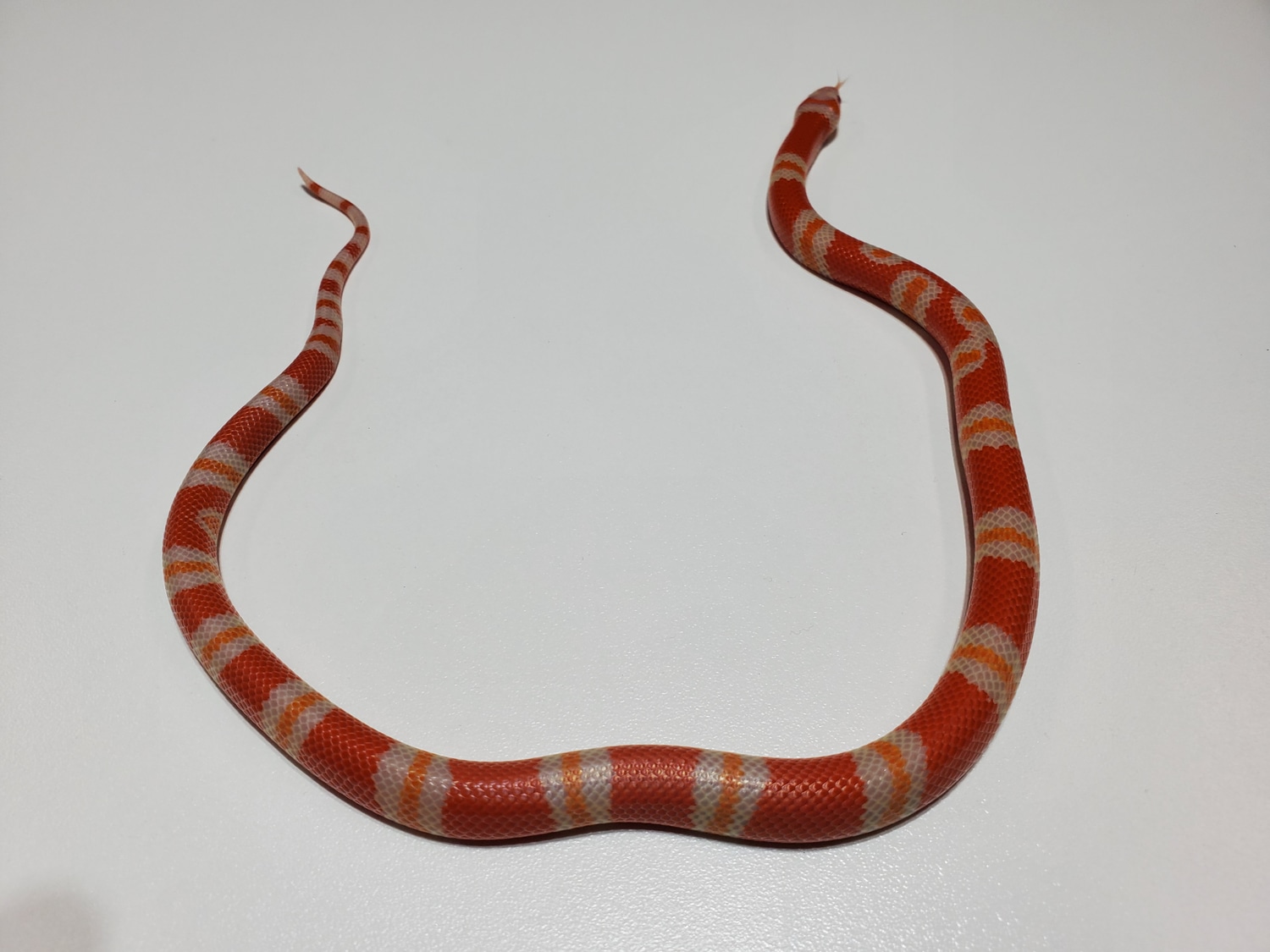 Albino Tangerine Honduran Milk Snake by Rare Genetics Reptiles ...
