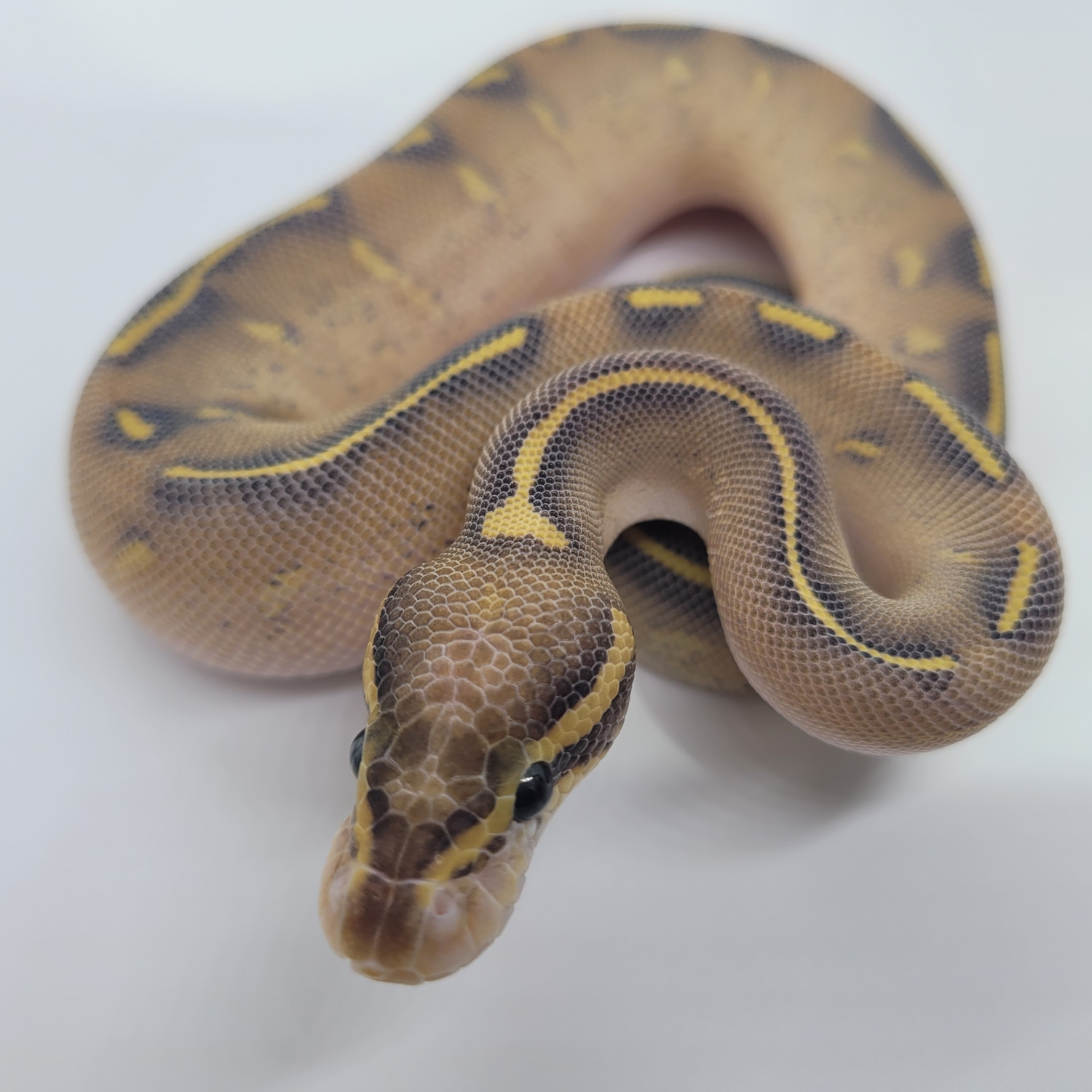 Highway Pos Phantom Ball Python by Rare Genetics Reptiles - MorphMarket