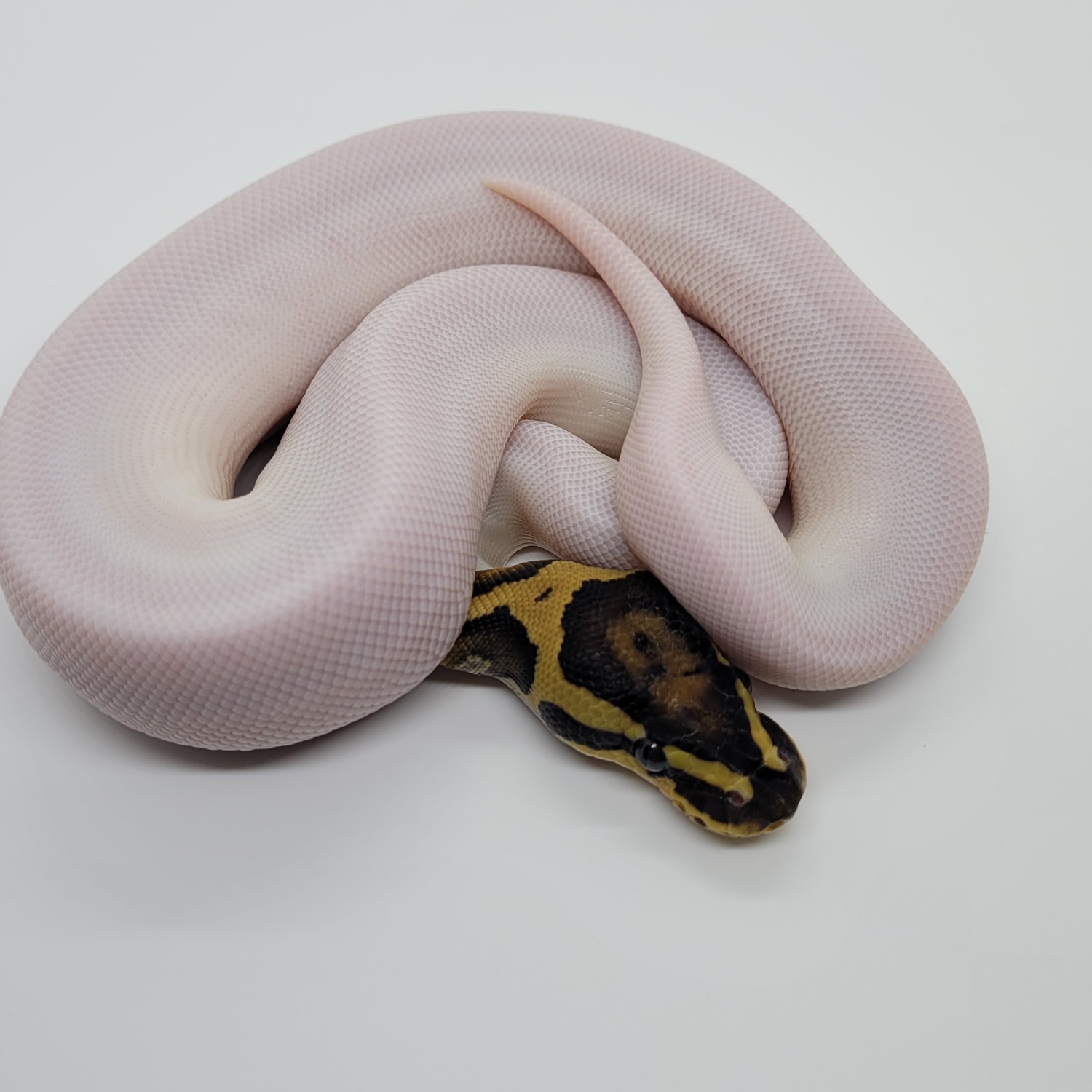 Fire Pied Poss Yb Ball Python by Rare Genetics Reptiles - MorphMarket