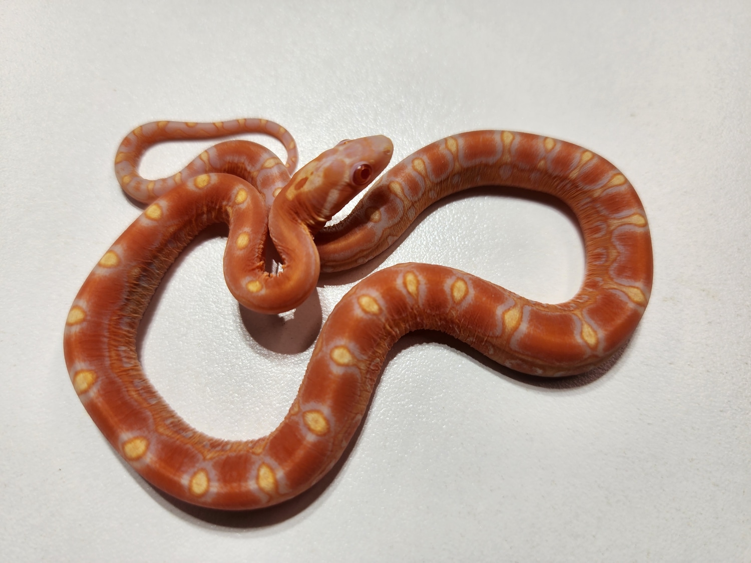 Scaleless Amel 50%het Angry Corn Snake by Rare Genetics Reptiles ...