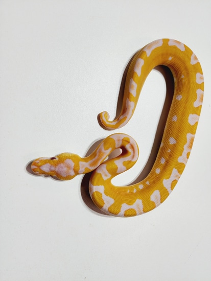 Lavender Albino Clown Ball Python by Rare Genetics Reptiles