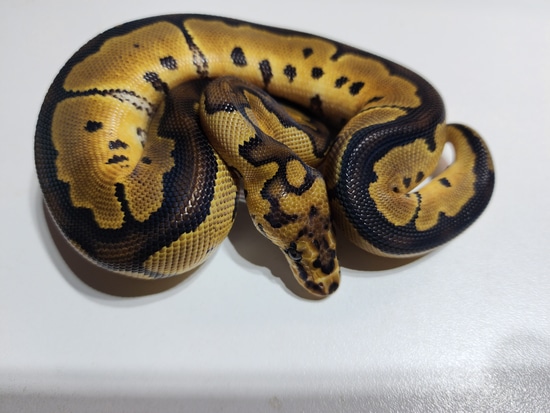 Clown Ball Python by Rare Genetics Reptiles