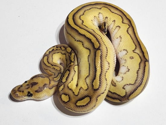 Pastel Lesser Clown Ball Python by Rare Genetics Reptiles