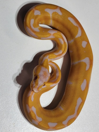 Pastel Lavender Albino Clown Ball Python by Rare Genetics Reptiles