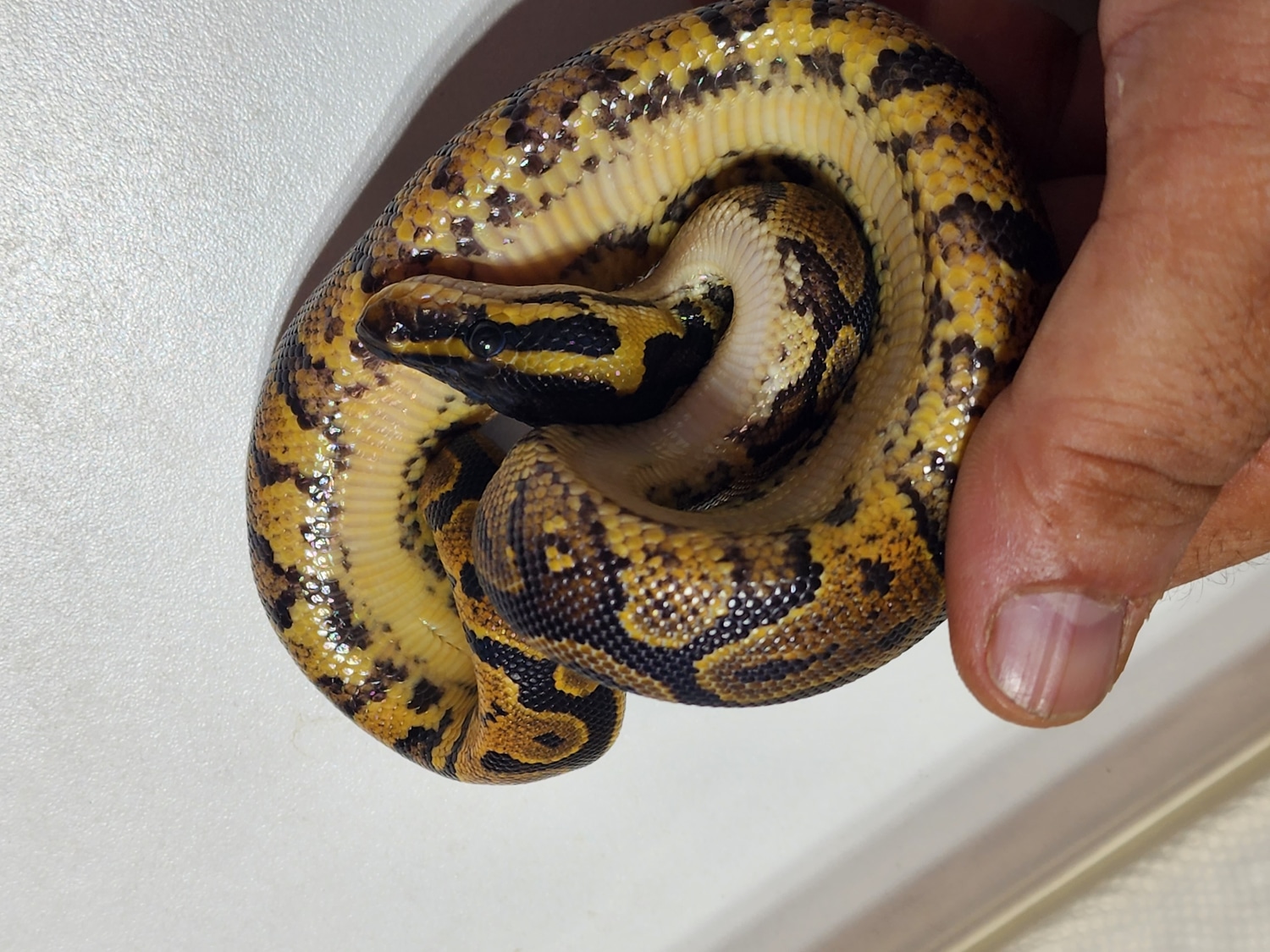 Gravel Ball Python by Rare Genetics Reptiles - MorphMarket