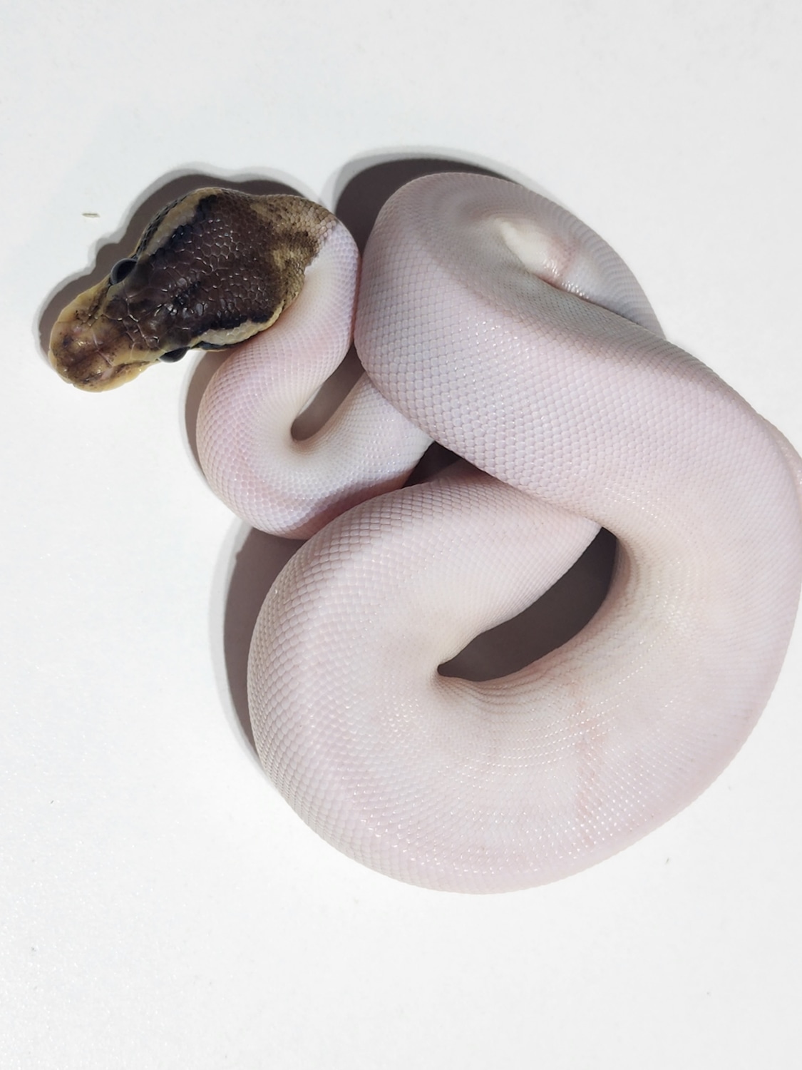 Pewter Pied Poss Sand Blast Ball Python by Rare Genetics Reptiles ...