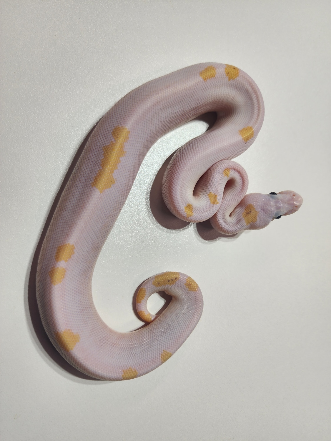Pastel Super Fire Ball Python by Rare Genetics Reptiles - MorphMarket