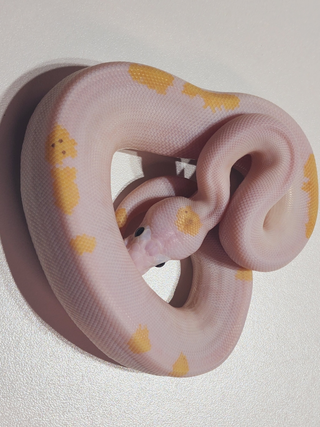 Pastel Super Fire Ball Python by Rare Genetics Reptiles - MorphMarket