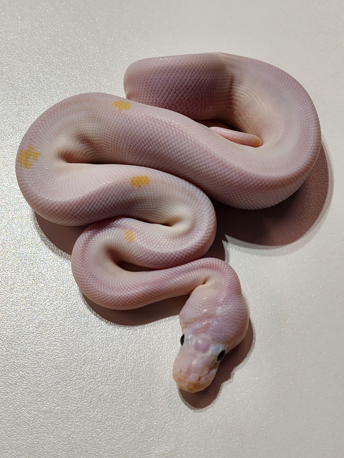 Super Fire Ball Python by Rare Genetics Reptiles - MorphMarket