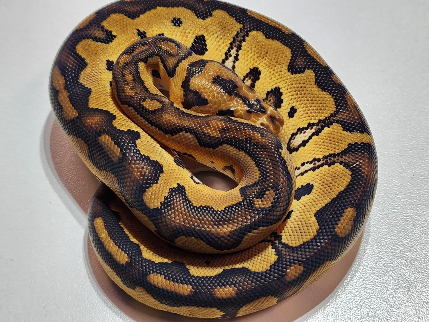Blade Clown Poss Leopard Ball Python by Rare Genetics Reptiles ...