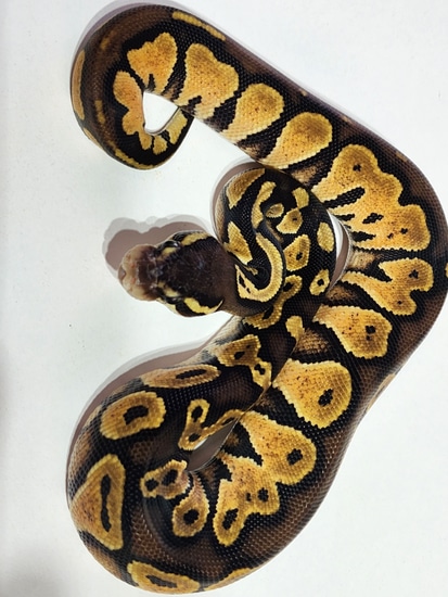 Black Head Pastel Ball Python by Rare Genetics Reptiles