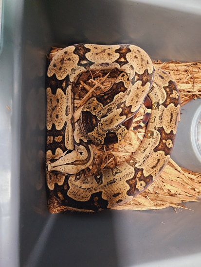 South Brazilian Amarali Short-Tailed Boa Constrictor by Rare Genetics ...