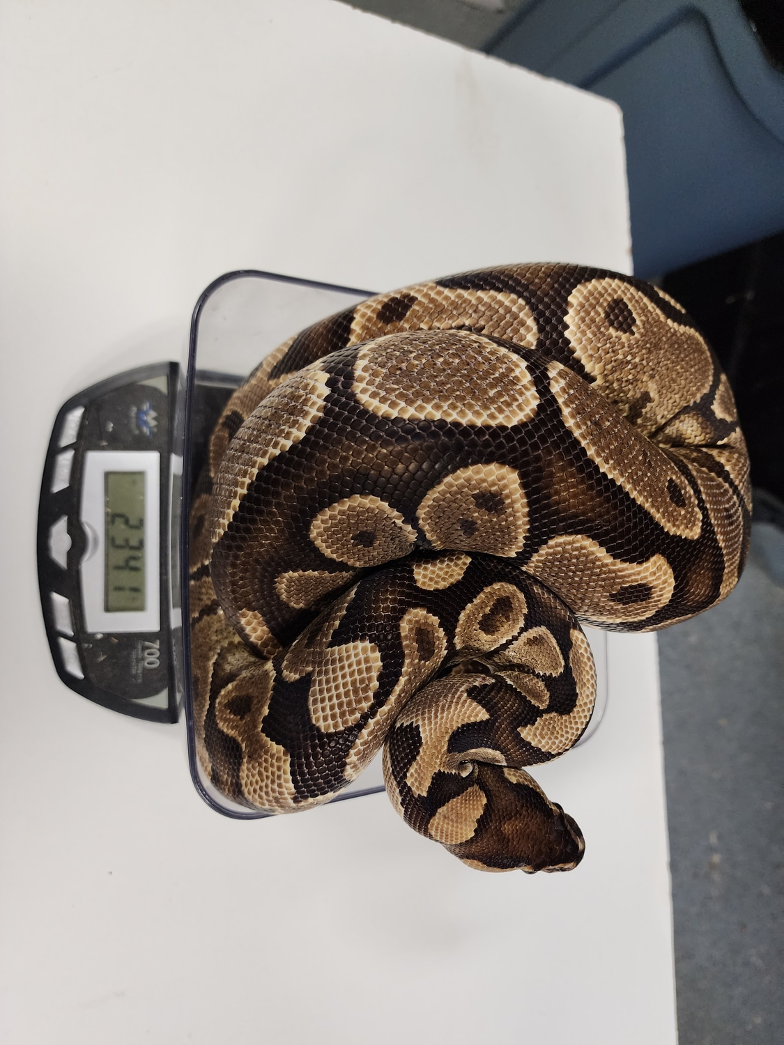 Yb Ball Python by Rare Genetics Reptiles - MorphMarket