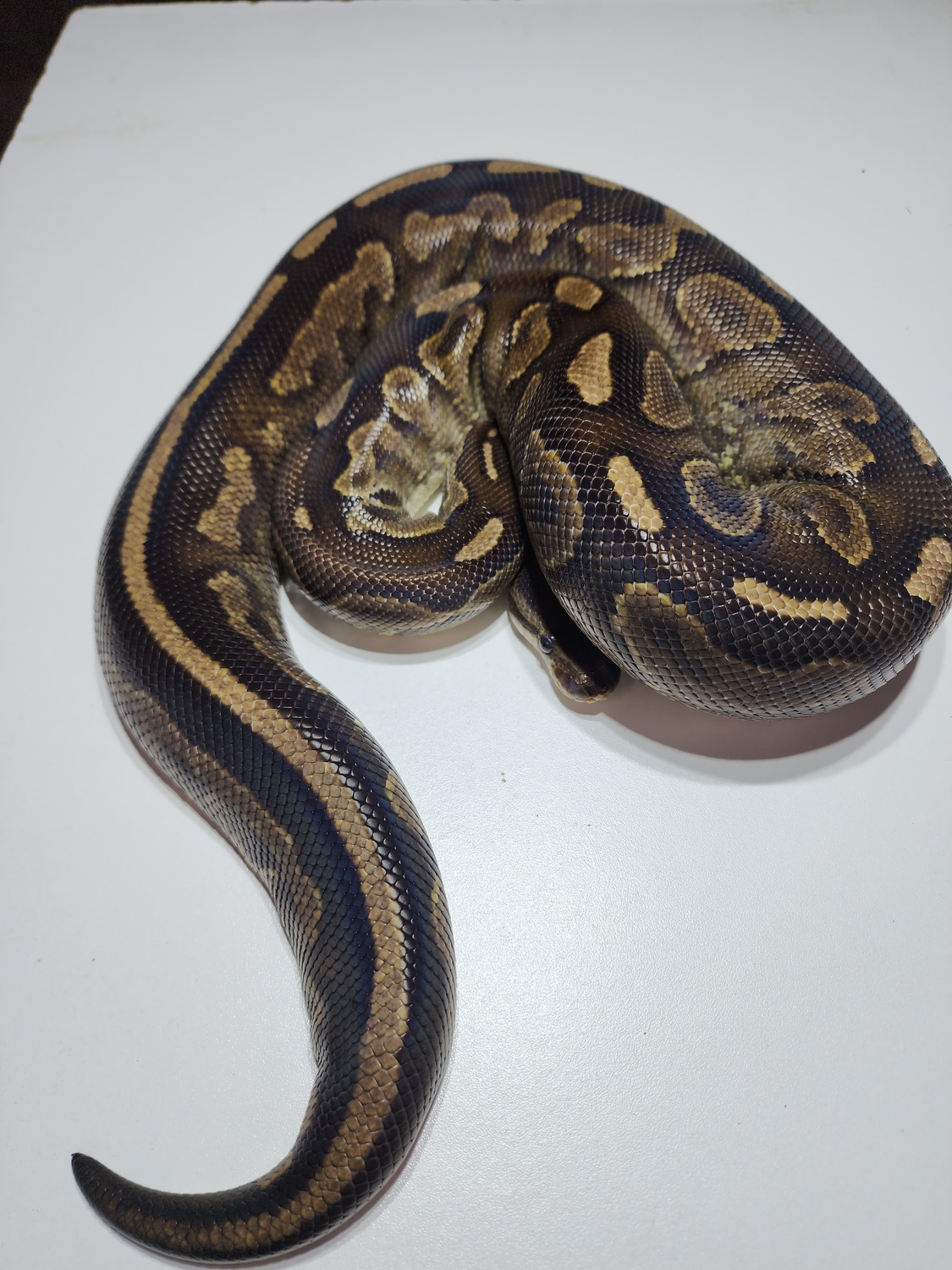 Cinnamon Yb Ball Python by Rare Genetics Reptiles - MorphMarket
