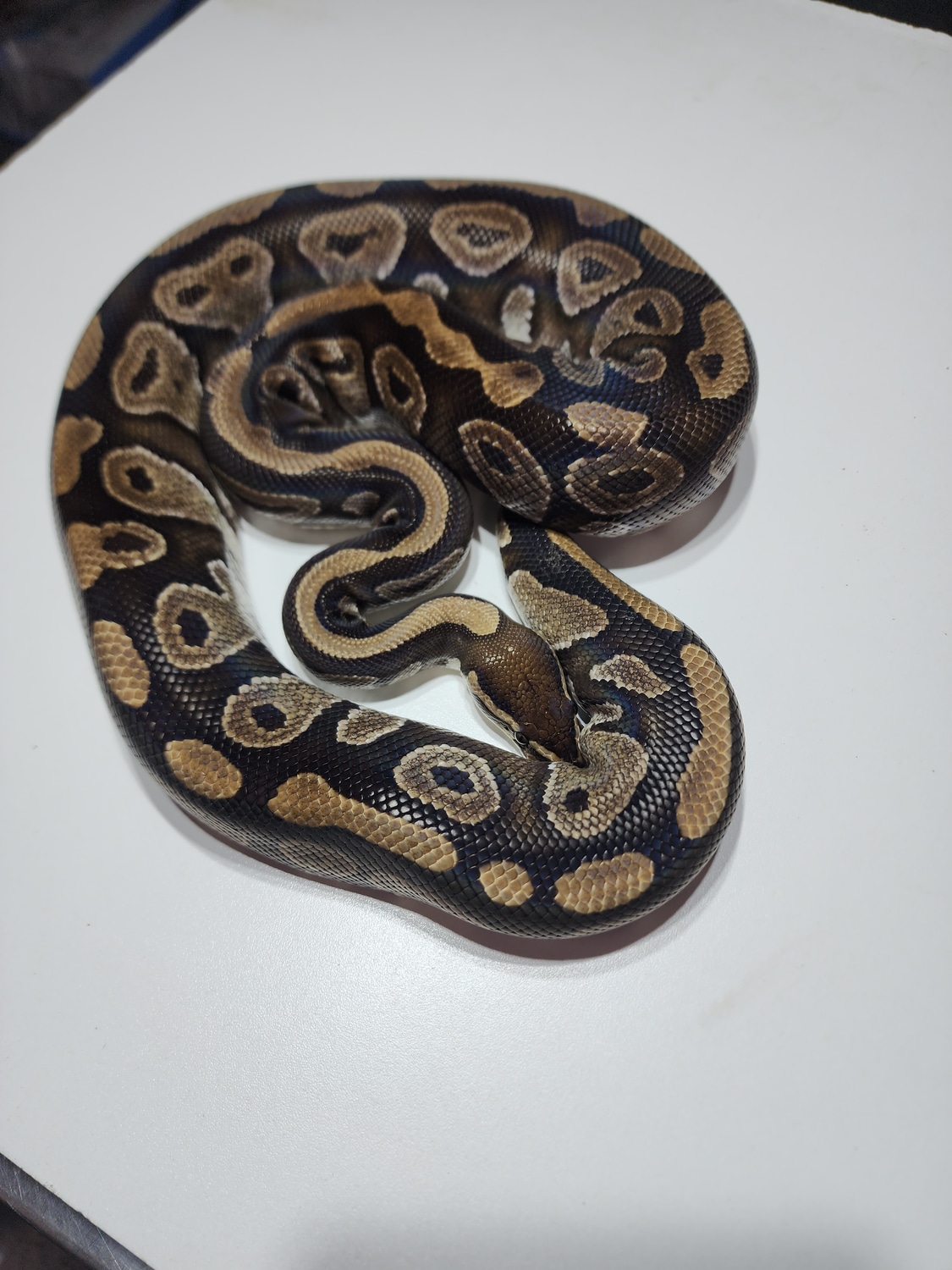 Phantom Ball Python by Rare Genetics Reptiles - MorphMarket