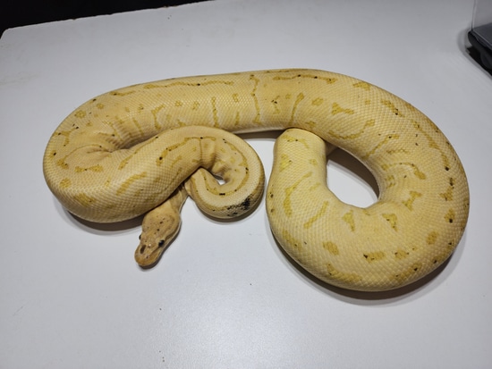 Coral Glow Leopard Pinstripe Het Pied Ball Python by Rare Genetics Reptiles