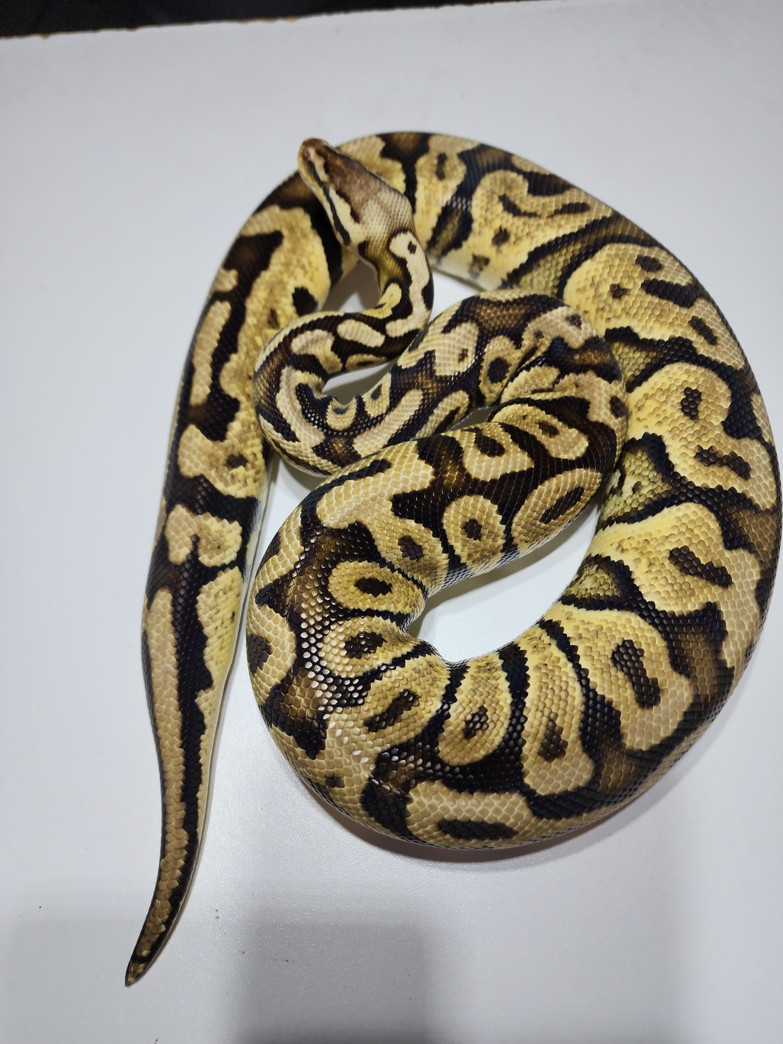 Pastel Yb Or Asphalt Ball Python by Rare Genetics Reptiles - MorphMarket