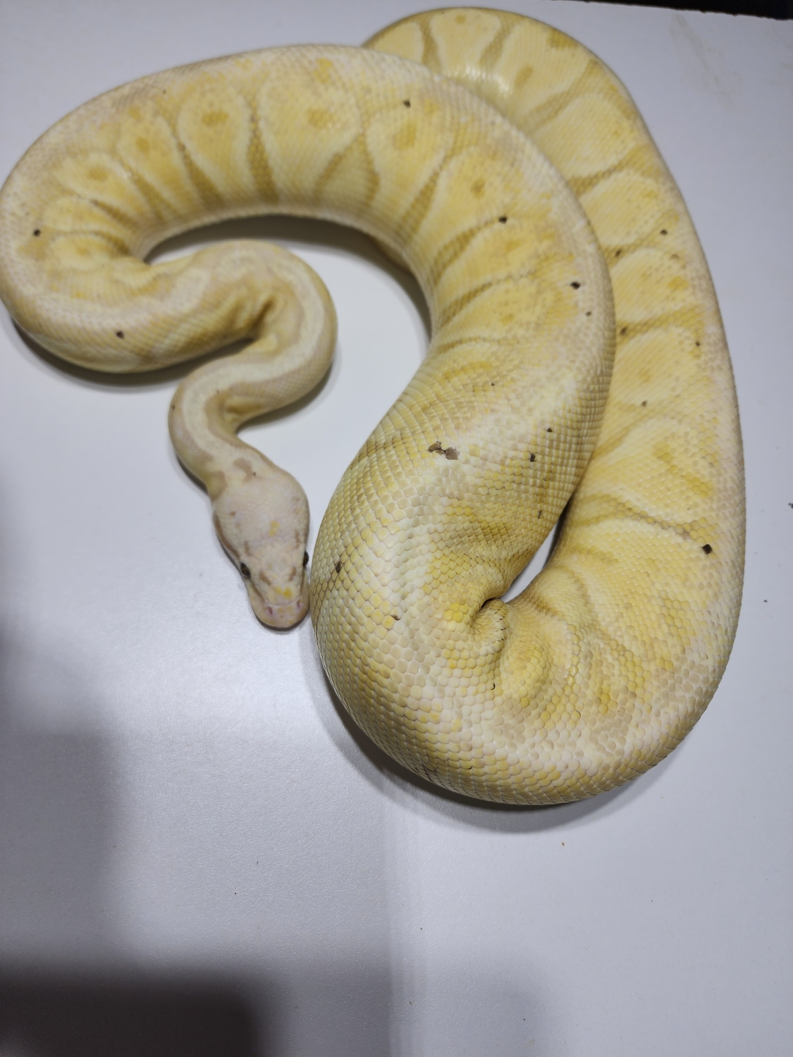 Super Pastel Coral Glow Ball Python by Rare Genetics Reptiles - MorphMarket