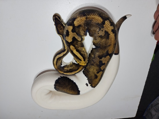 Pied Ball Python by Rare Genetics Reptiles
