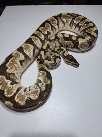 Hgw Od Yb Ball Python by Rare Genetics Reptiles