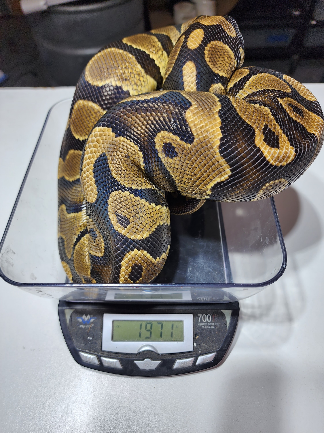 Yb Het Pied Ball Python by Rare Genetics Reptiles - MorphMarket