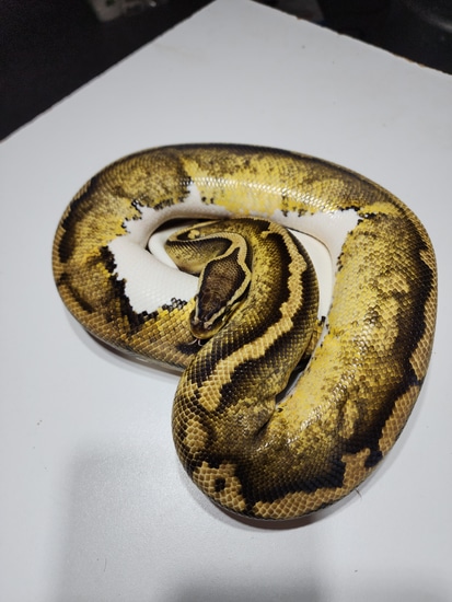 Pastel Pied Ball Python by Rare Genetics Reptiles
