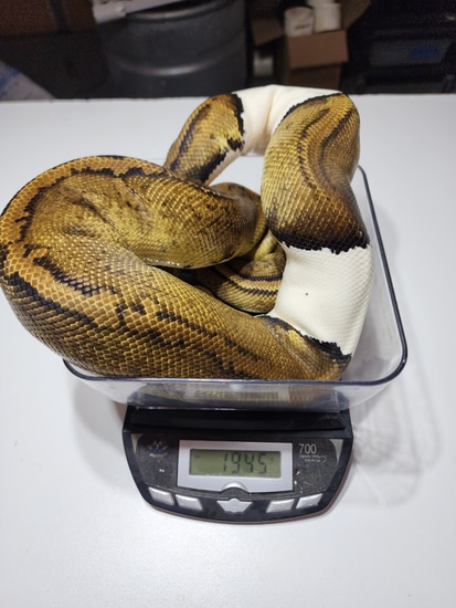 Pastel Pinstripe Pied Ball Python by Rare Genetics Reptiles