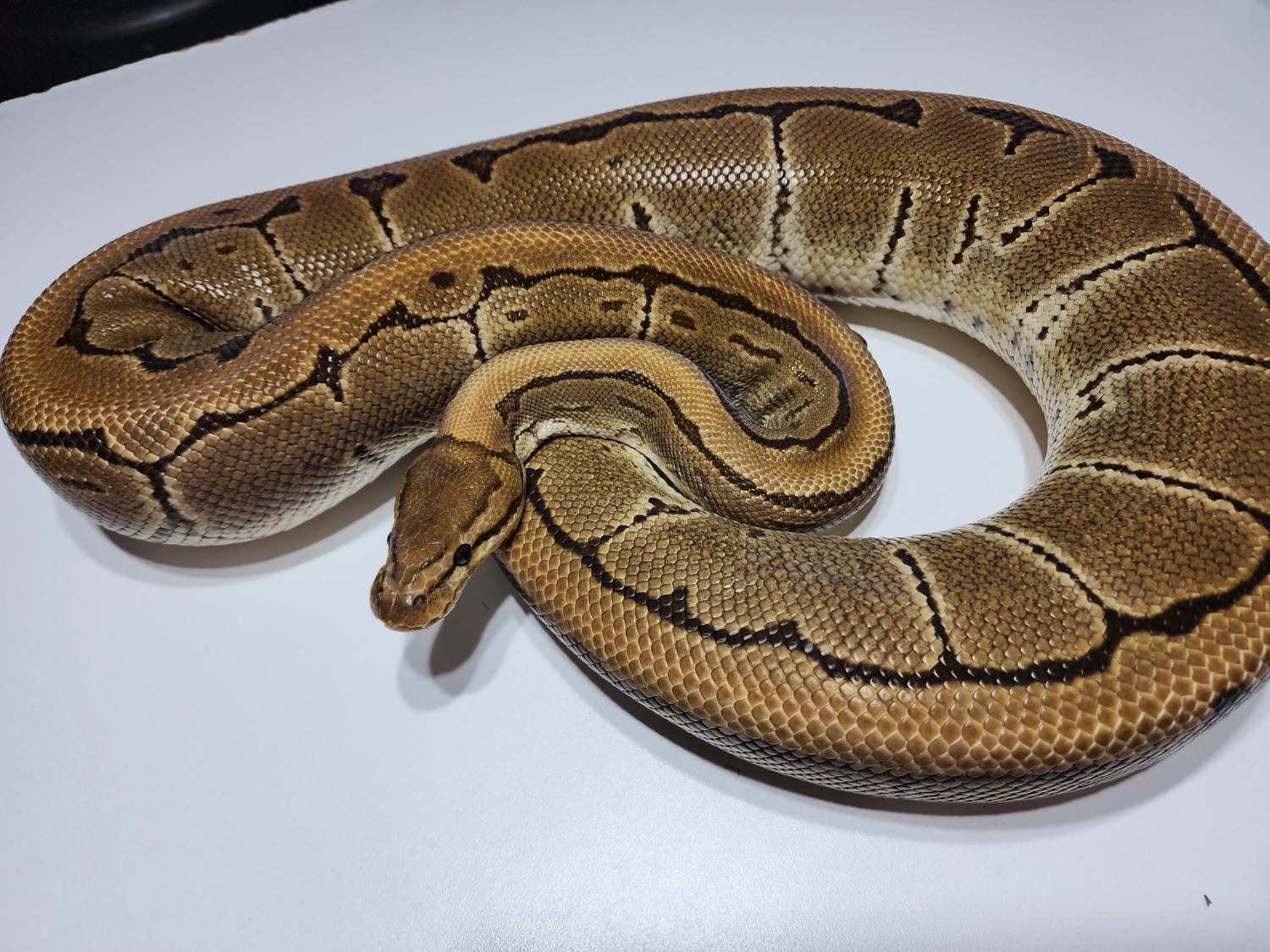 Pinstripe Het Clown Ball Python by Rare Genetics Reptiles - MorphMarket