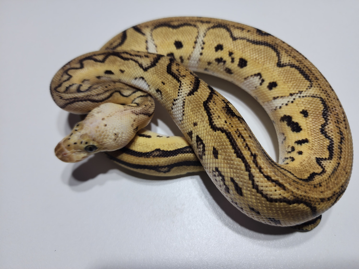 Pastel Blade Clown Ball Python by Rare Genetics Reptiles - MorphMarket