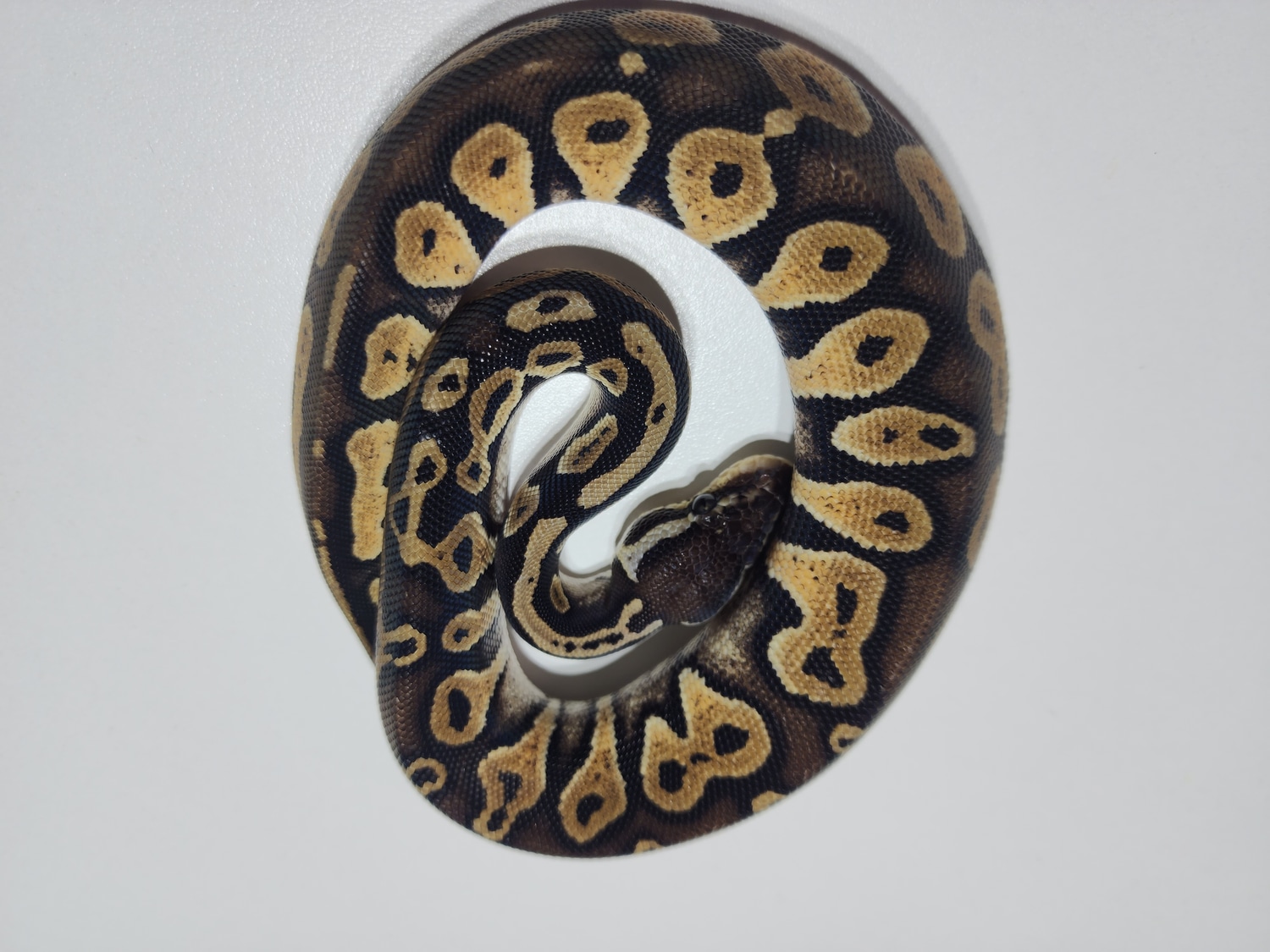 Blackhead Pastel Ball Python by Rare Genetics Reptiles - MorphMarket