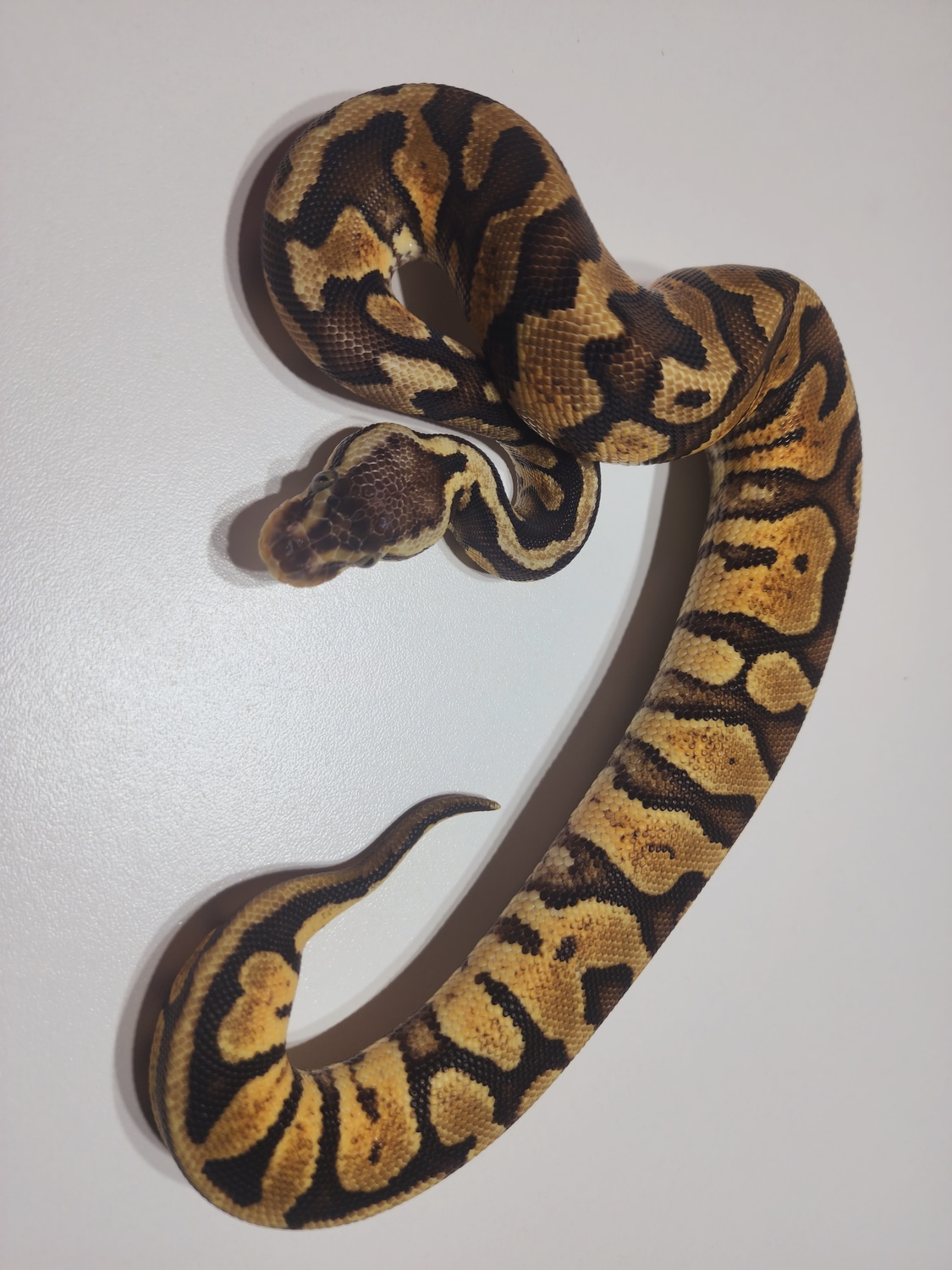 Pastel Gravel Ball Python by Rare Genetics Reptiles - MorphMarket