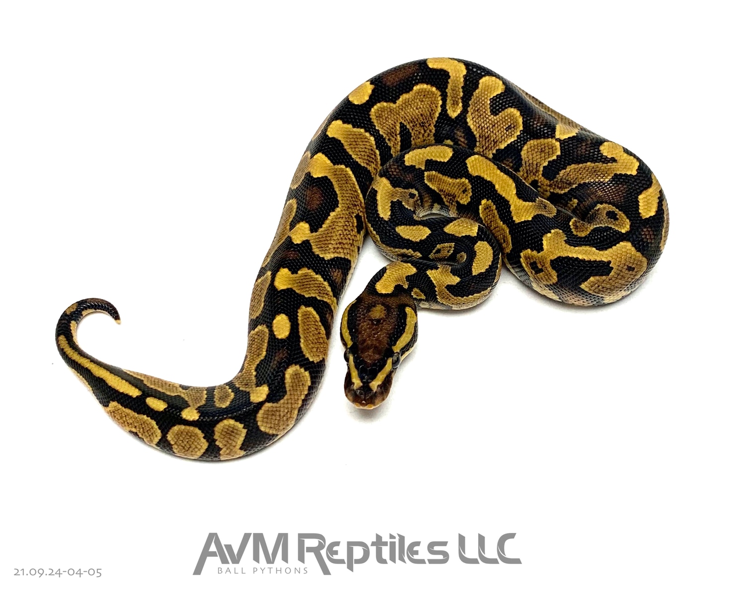 Yellow Belly 100% DH Lavender Albino Pied Ball Python by AVM Reptiles ...