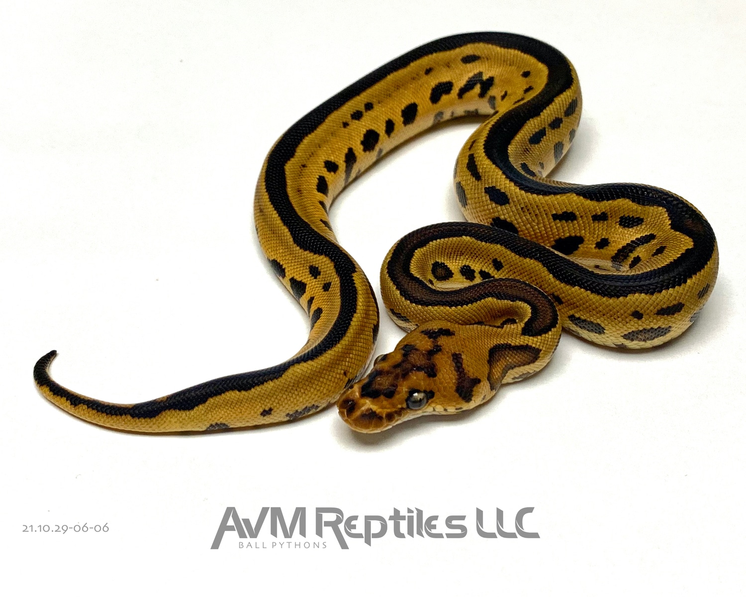 Leopard Yellow Belly Clown Ball Python by AVM Reptiles LLC - MorphMarket