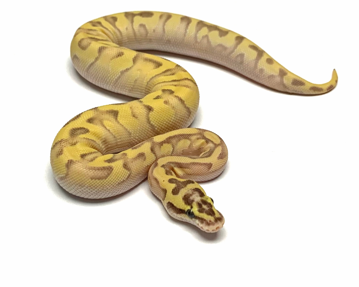 Orange Dream Enchi Fire Butter 100% Het Clown Ball Python by AVM ...
