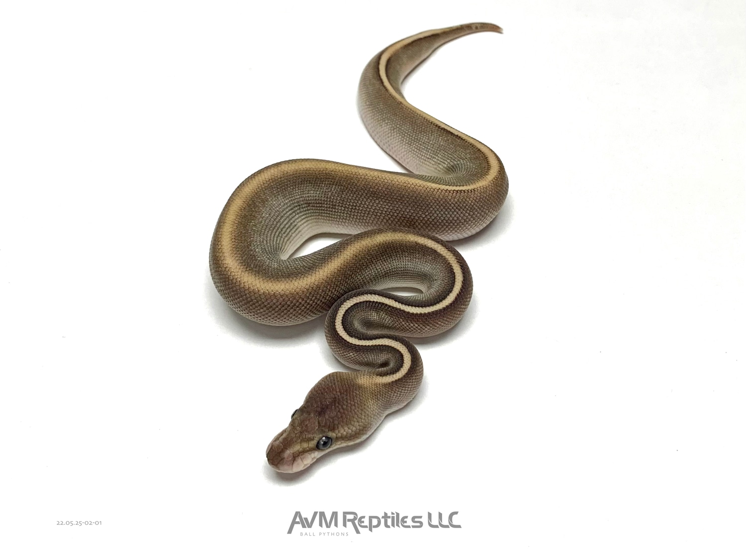 Cinnamon Lesser Mahogany 100% Het Pied 50% Het Lavender Albino Ball ...