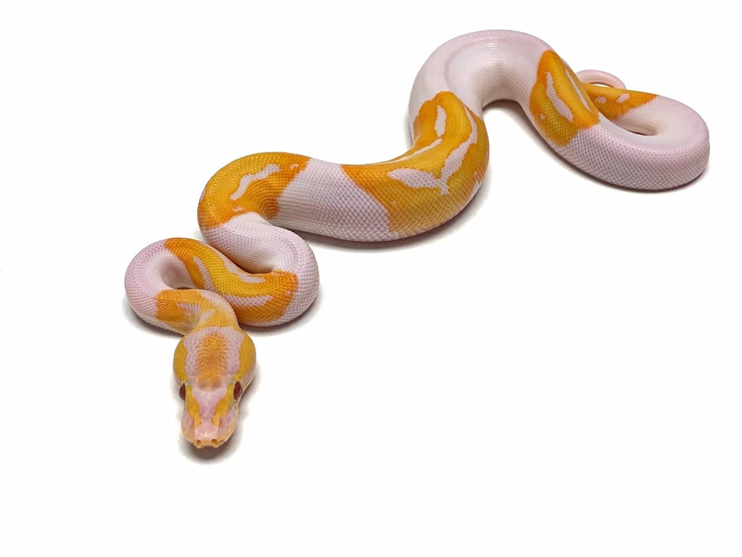 Dreamsicle Ball Python by AVM Reptiles LLC - MorphMarket