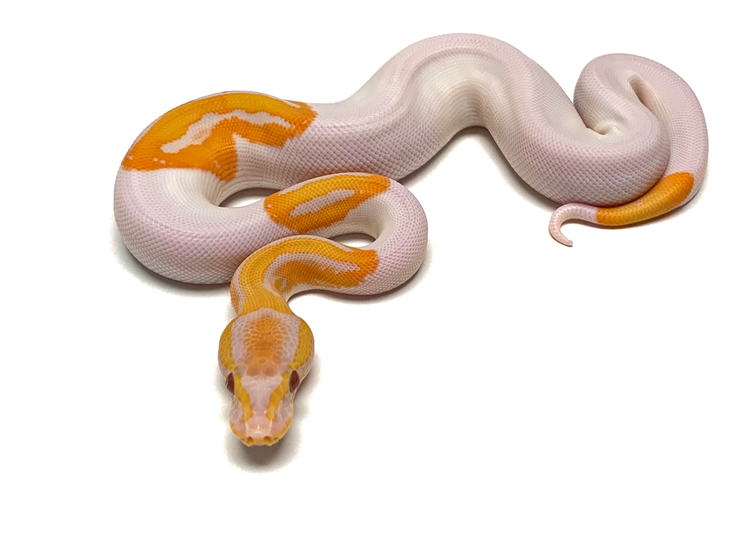 Dreamsicle Ball Python by AVM Reptiles LLC - MorphMarket