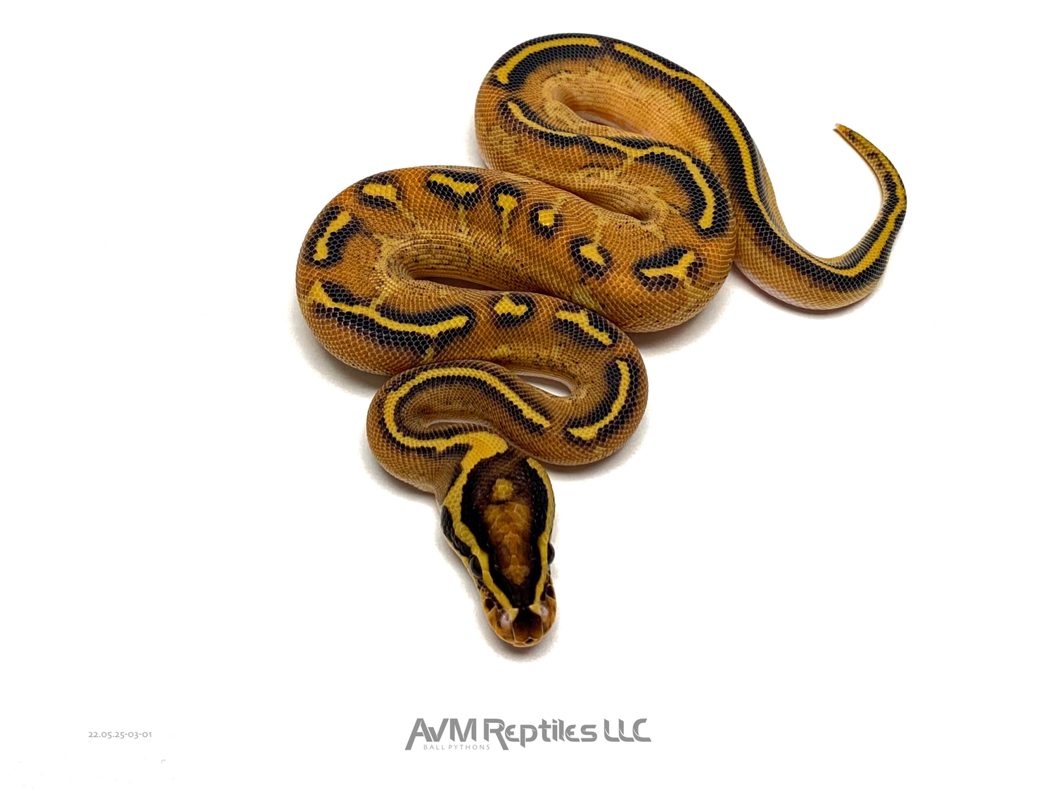 Orange Dream Freeway 100% Het Clown Ball Python by AVM Reptiles LLC ...