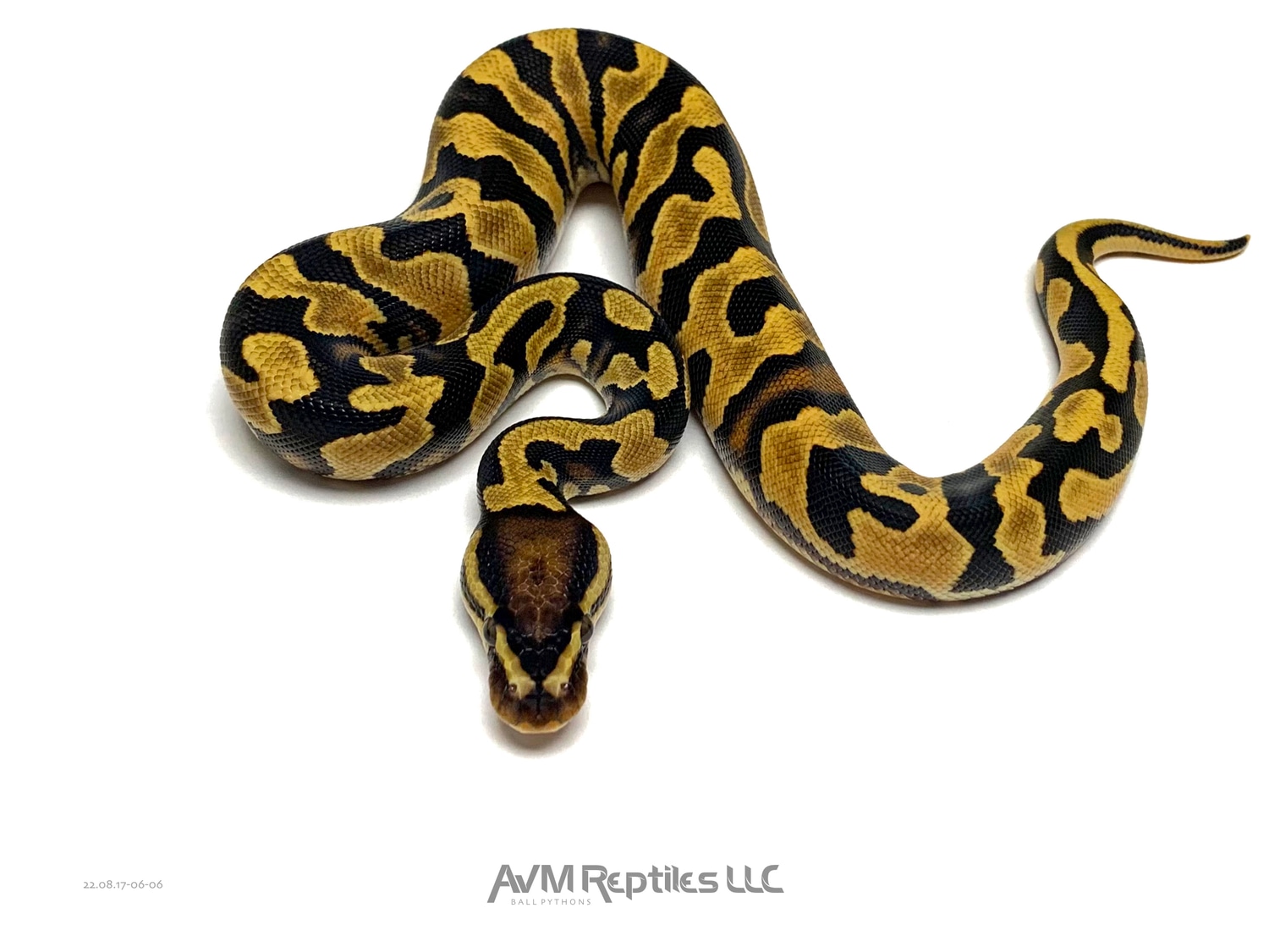 Orange Dream Yellow Belly 100% DH Clown Pied Ball Python by AVM ...