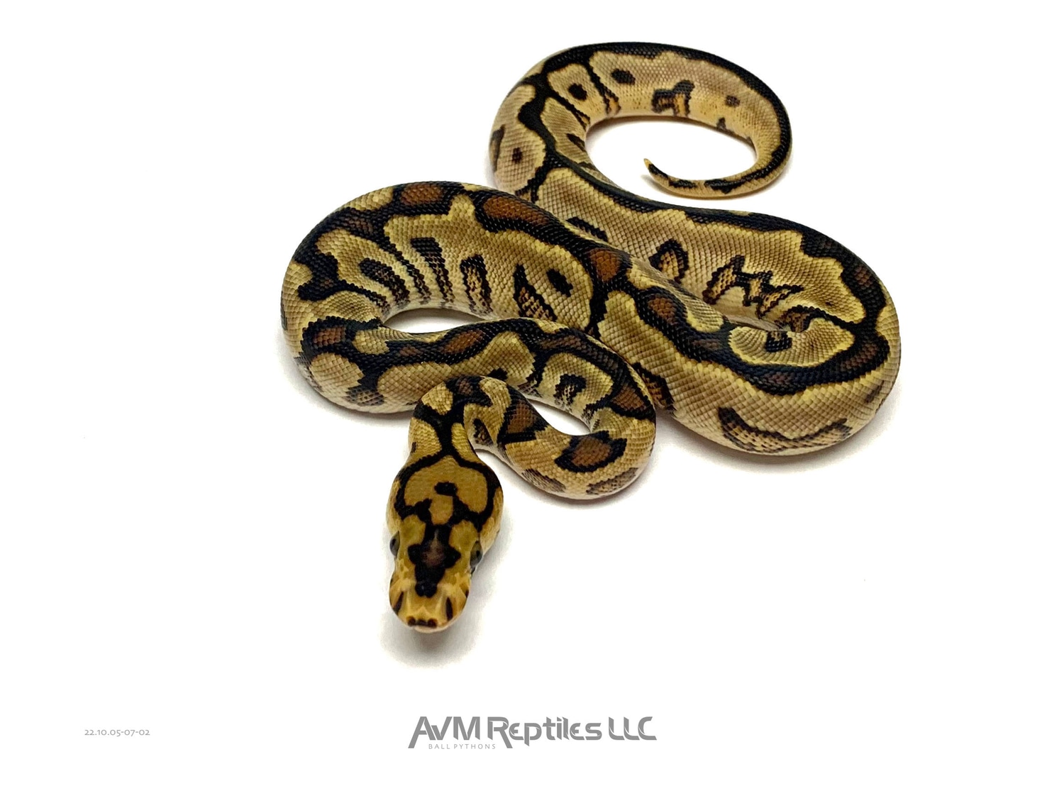 Enchi Spotnose (Probable Red Stripe) Clown Ball Python by AVM Reptiles ...