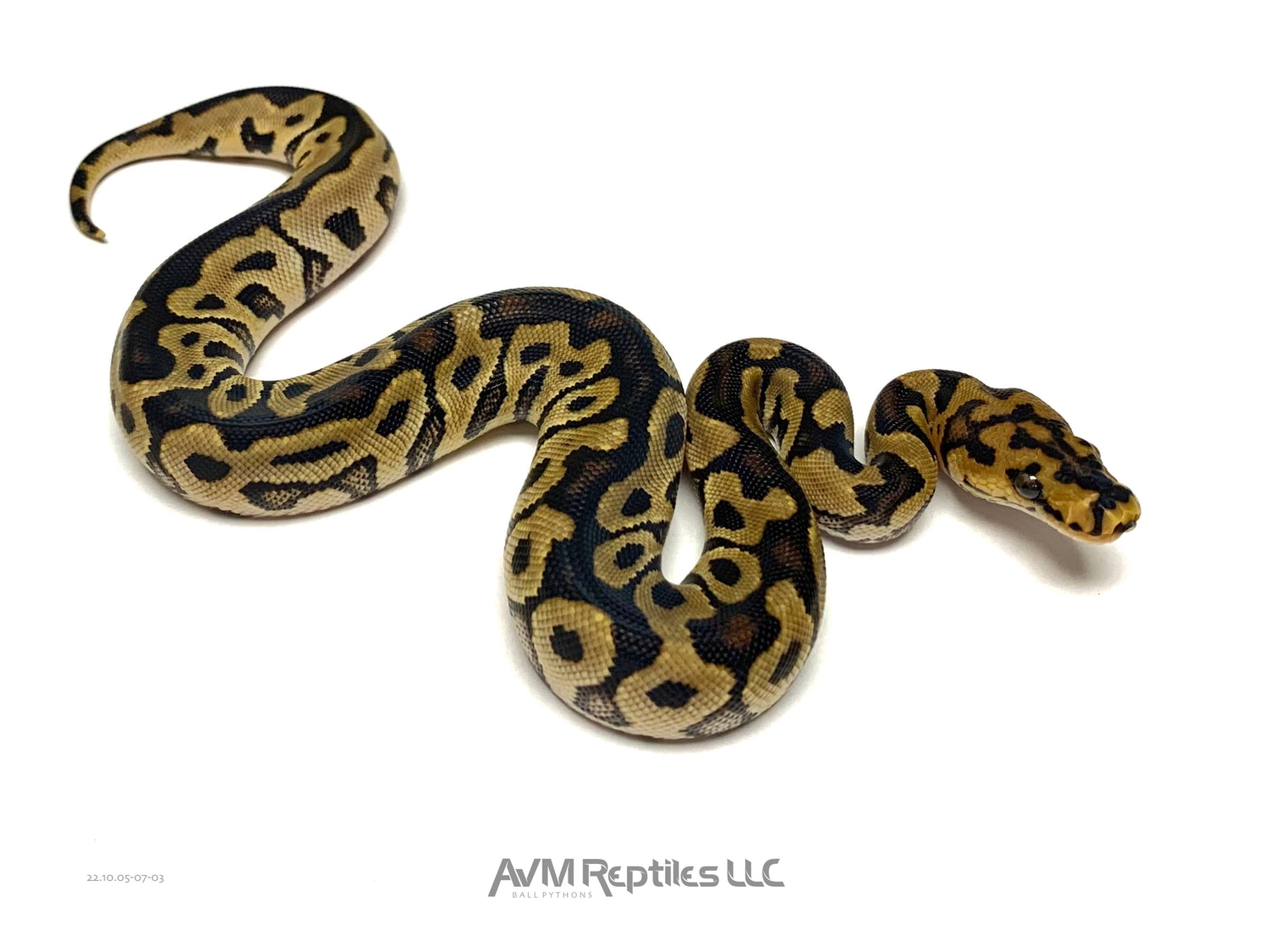 Spotnose (Pos Red Stripe) Clown Ball Python by AVM Reptiles LLC ...