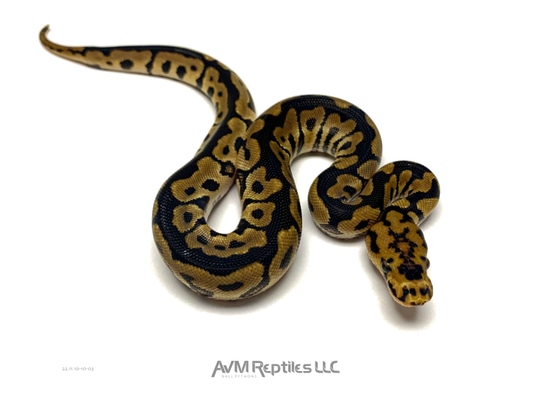 Spotnose Clown 50% Het Pied Ball Python by AVM Reptiles LLC