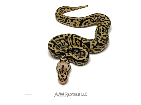 Acid Spotnose Pastel Het Clown Het Pied Ball Python by AVM Reptiles LLC