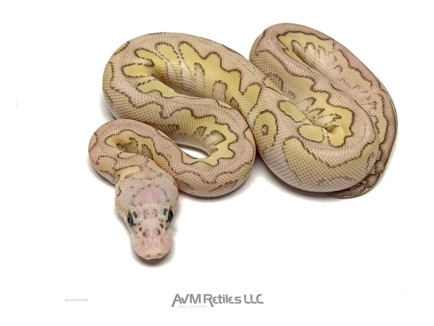 Butter Pastel Clown Ball Python by AVM Reptiles LLC - MorphMarket