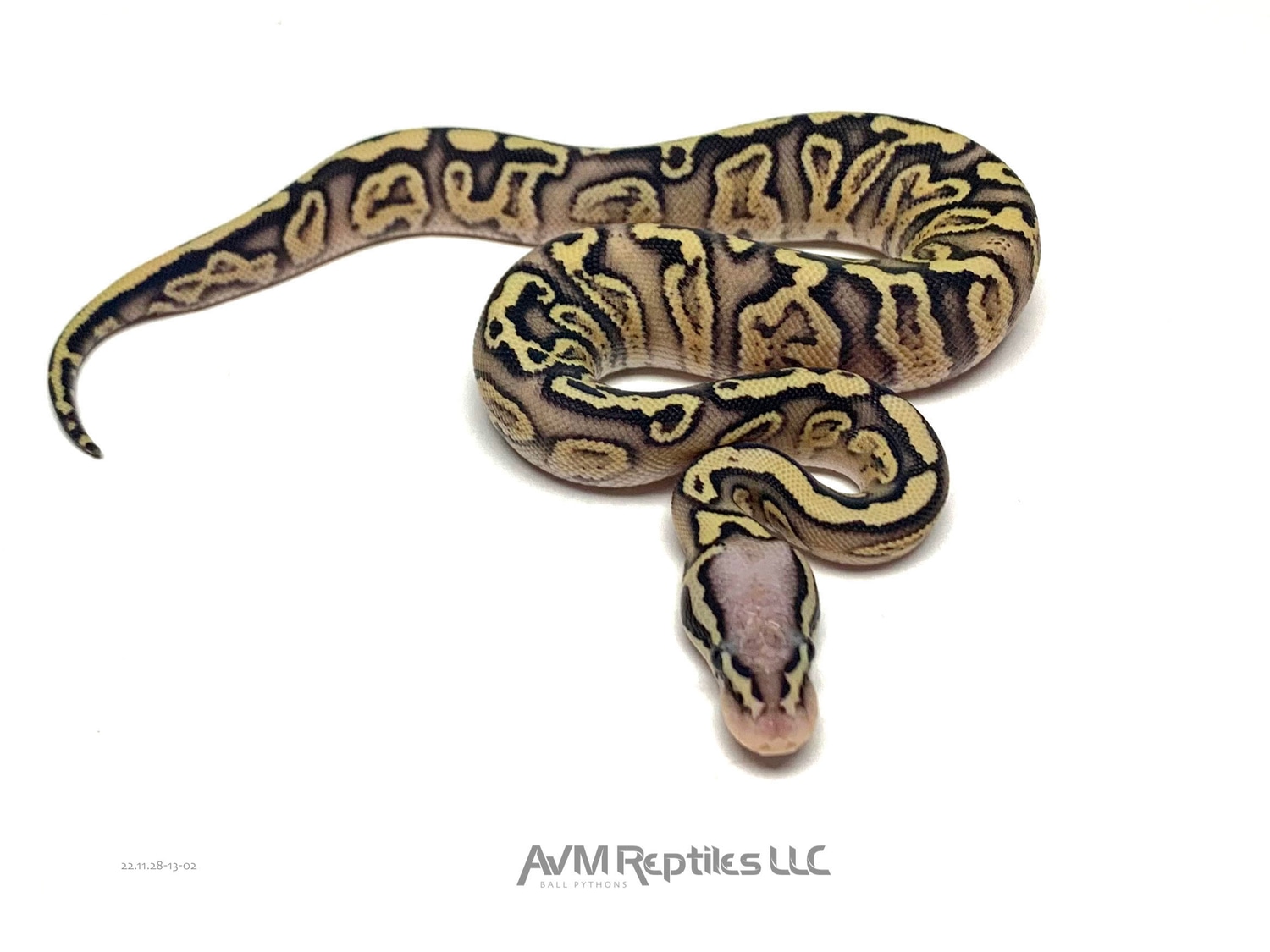 Firefly GHI Orange Dream 100% Het Clown Ball Python by AVM Reptiles LLC ...