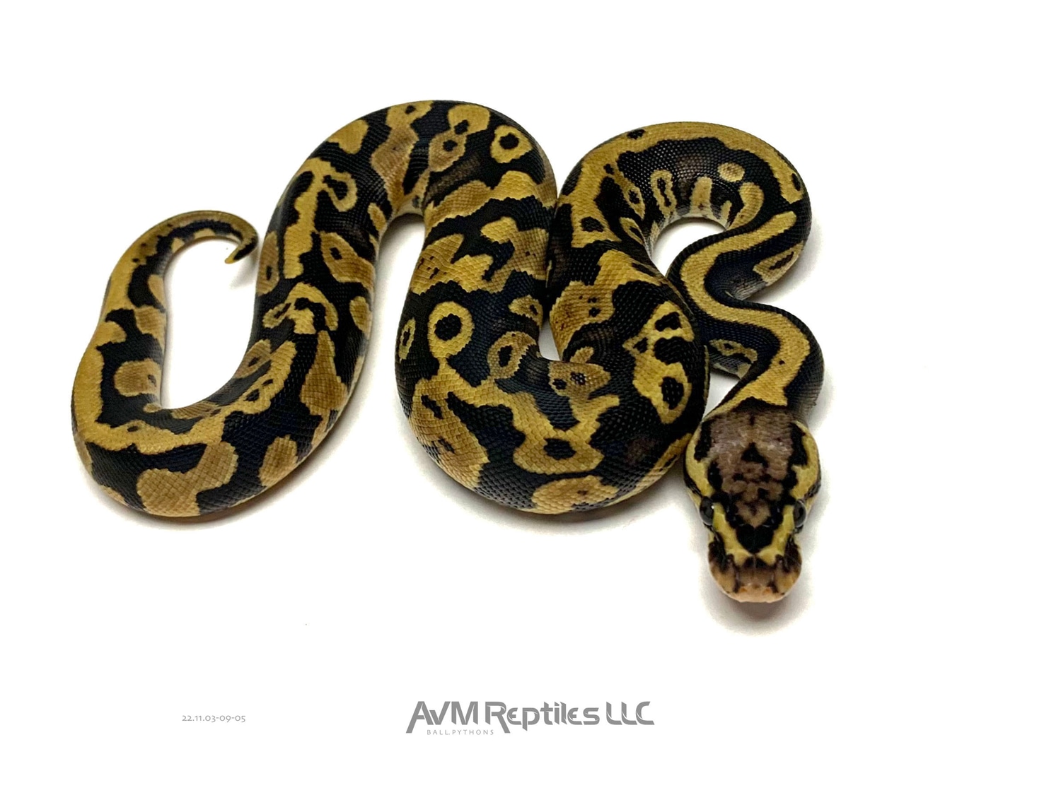 Acid Pastel Het Clown 50% Het Pied Ball Python by AVM Reptiles LLC ...