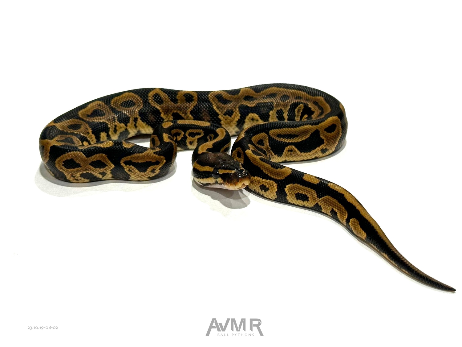 Leopard Dble Het Lavender Albino Pied Ball Python by AVM Reptiles LLC ...