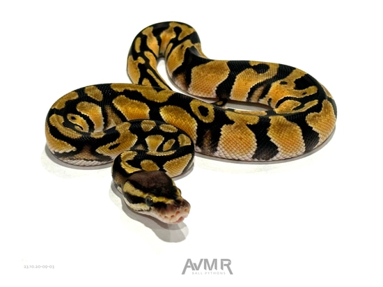 Pastel (Pos OD) Het Desert Ghost Het Sunset Ball Python by AVM Reptiles LLC