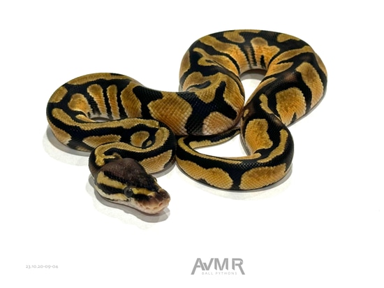 Pastel (Pos OD) Het Desert Ghost Het Sunset Ball Python by AVM Reptiles LLC